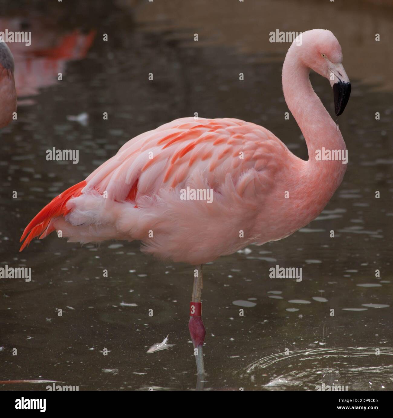 Pink Flamingo outdoors in sunlight Stock Photo - Alamy