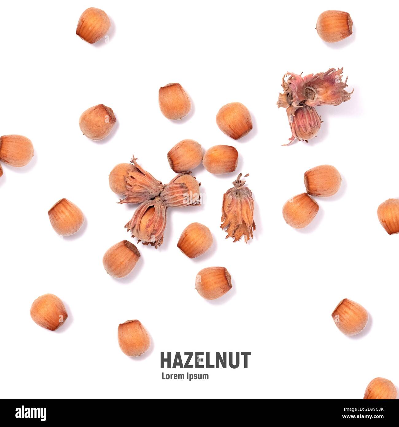 Hazel nut closeup hi-res stock photography and images - Alamy