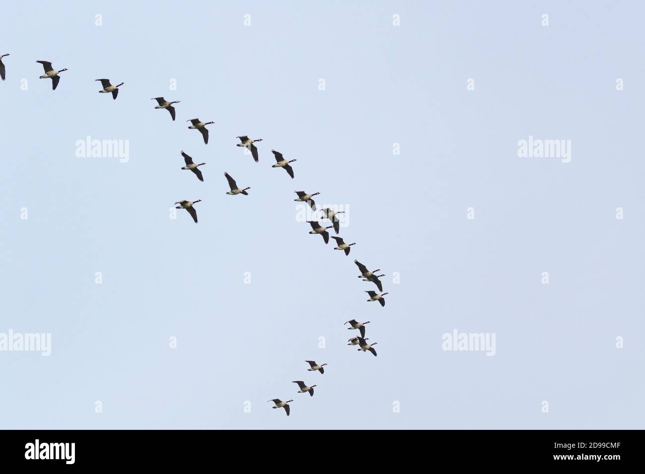Brent geese migration hi-res stock photography and images - Alamy