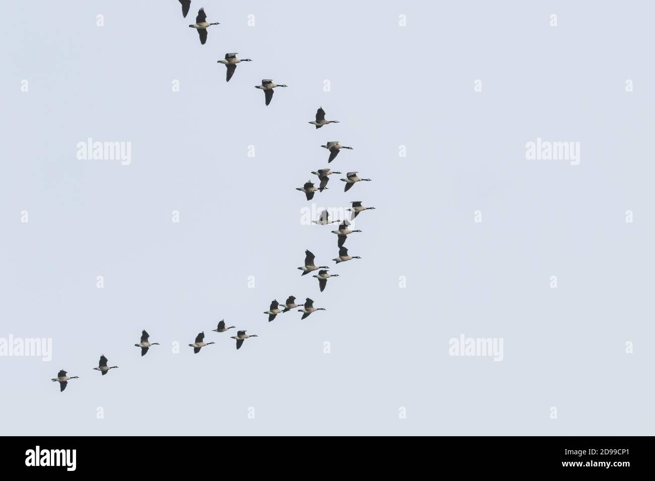 Brent geese in flight hi-res stock photography and images - Alamy