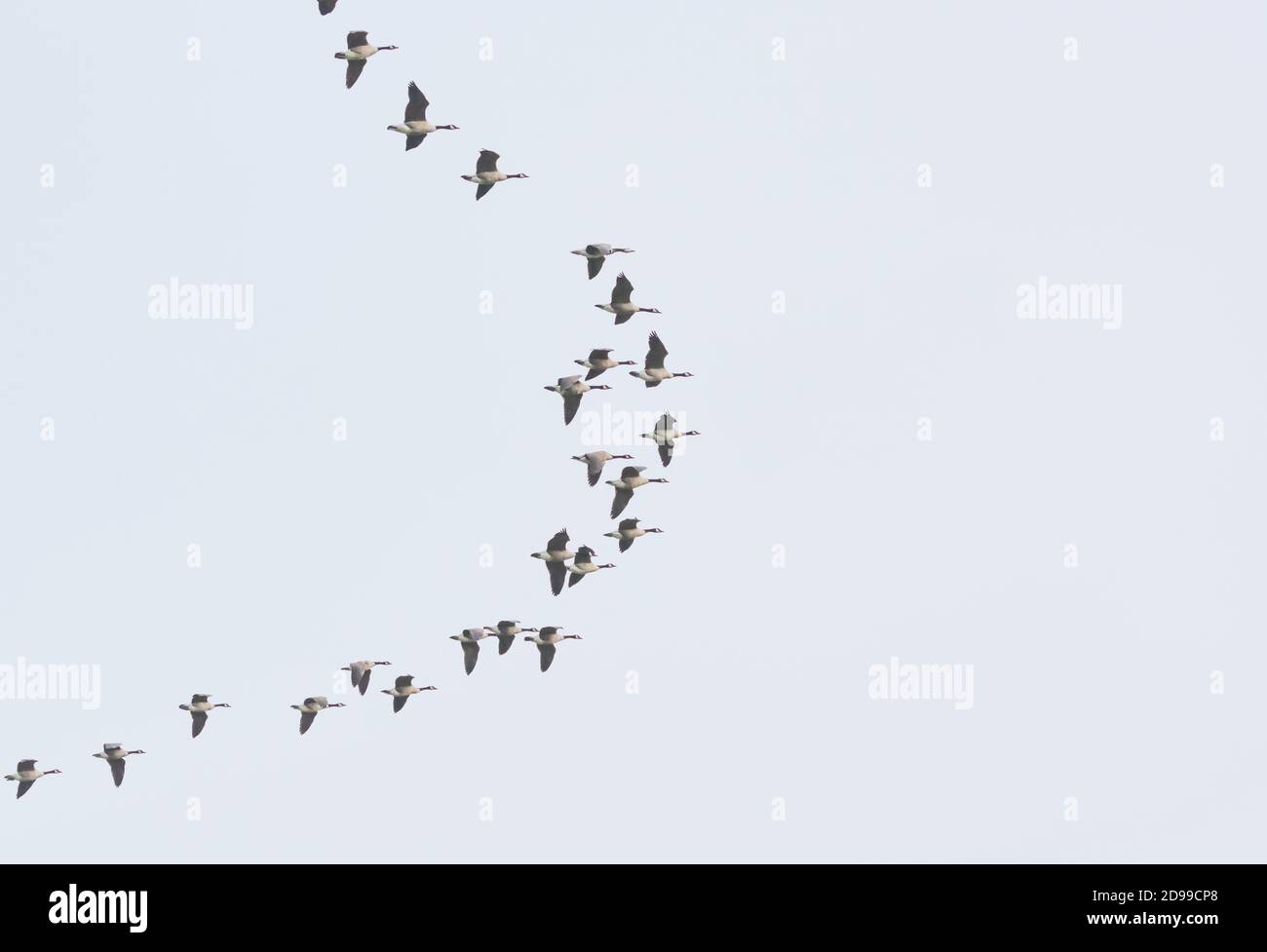 Brent geese in flight hi-res stock photography and images - Alamy