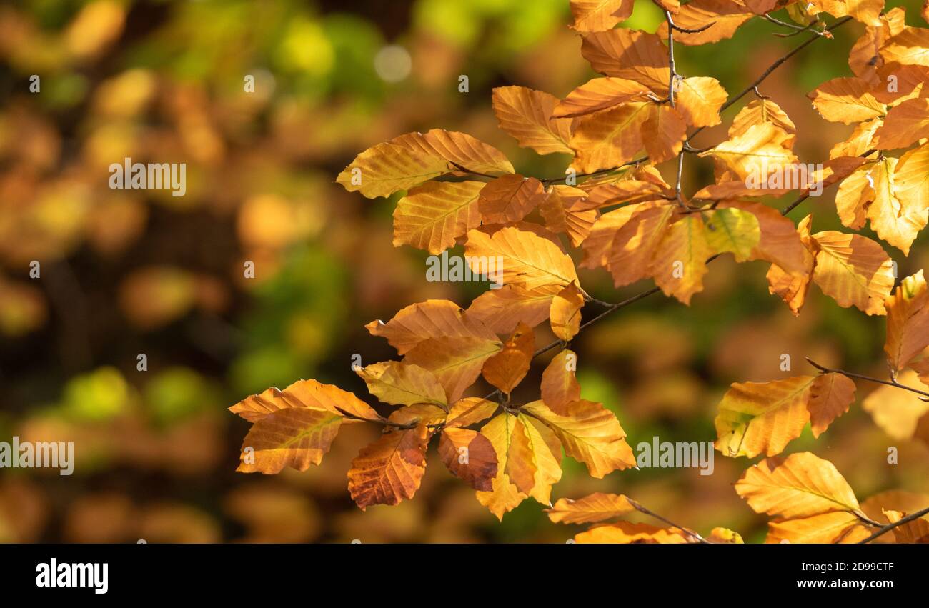 Copper colour leaves hi-res stock photography and images - Alamy