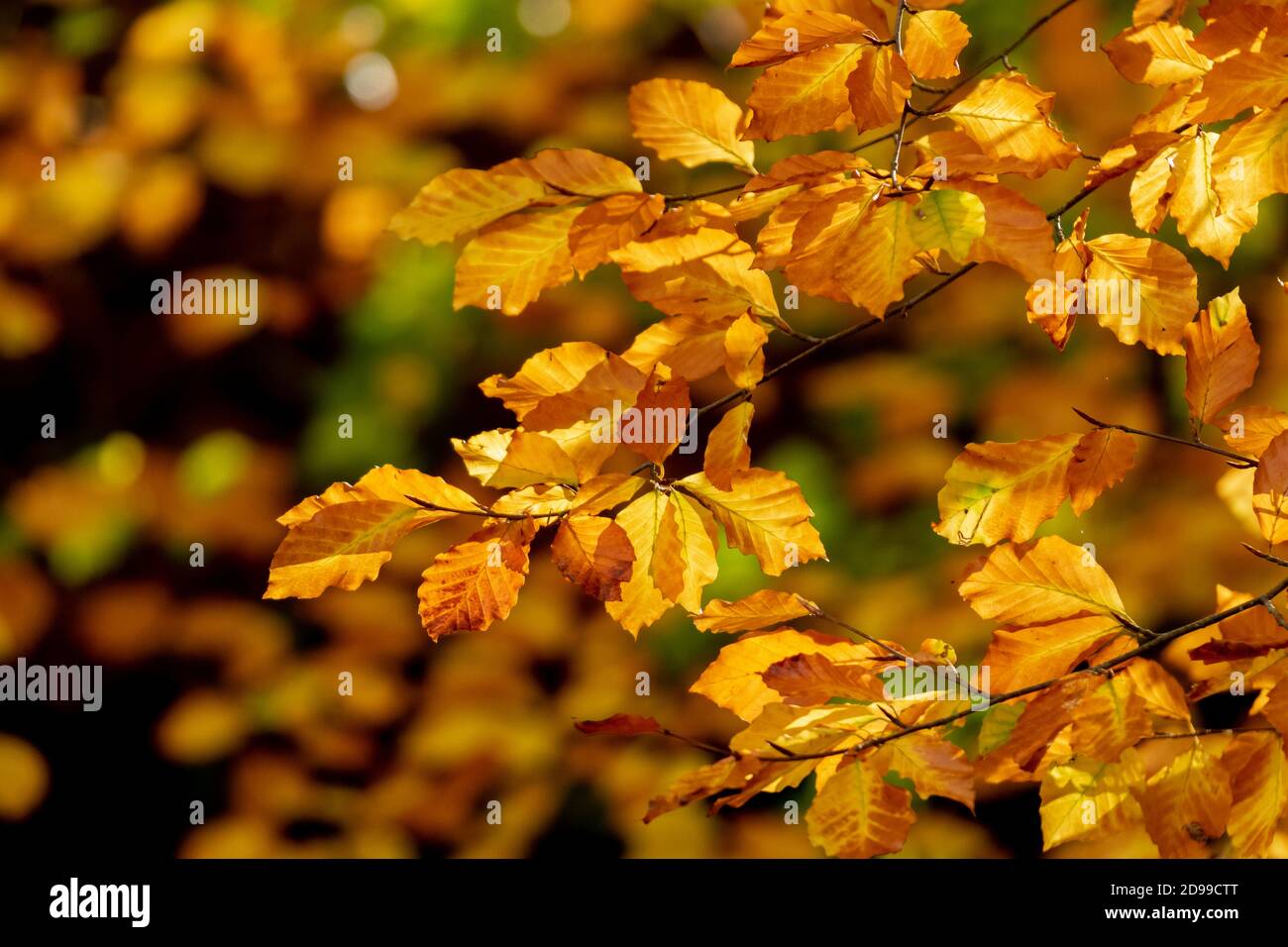 Copper beech trees hi-res stock photography and images - Alamy