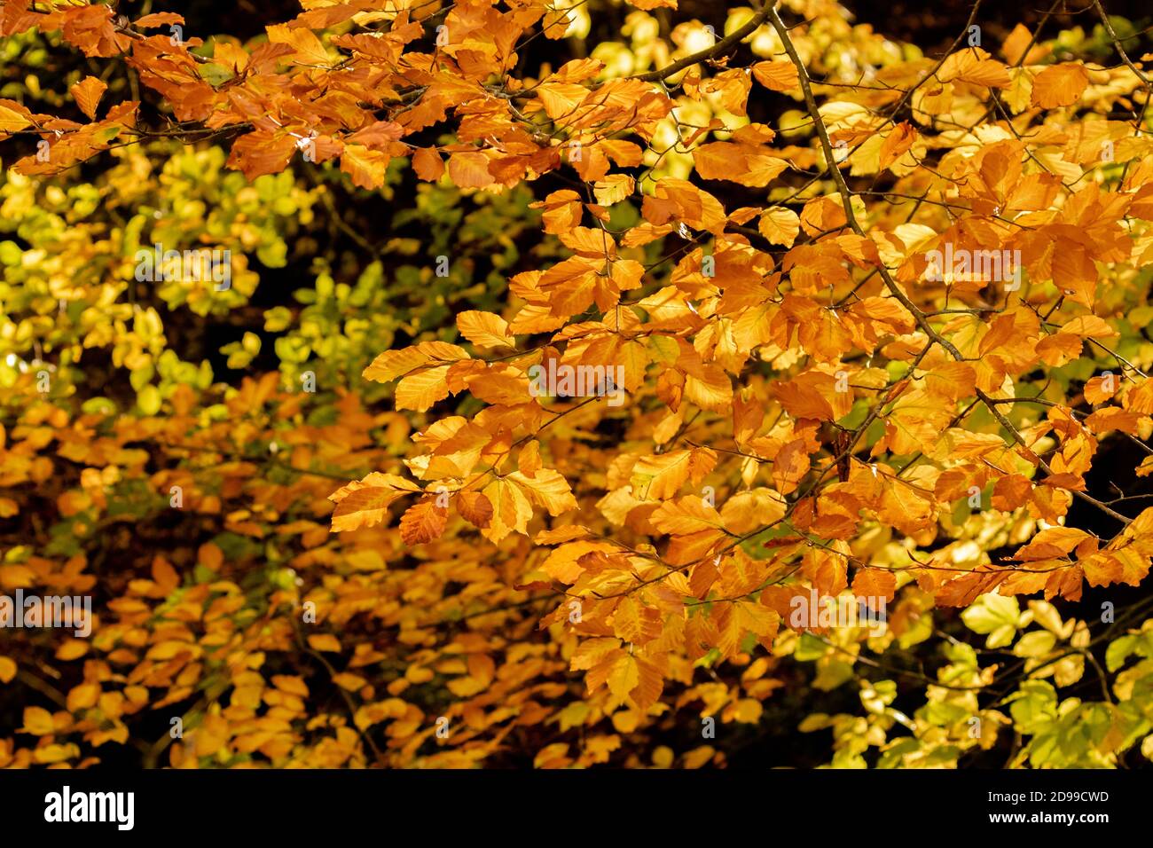 Copper Beech leaves in full autumn colour Stock Photo - Alamy