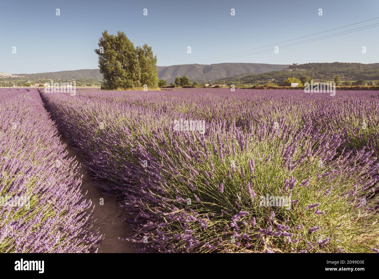 Beautiful field in provence hi-res stock photography and images - Alamy