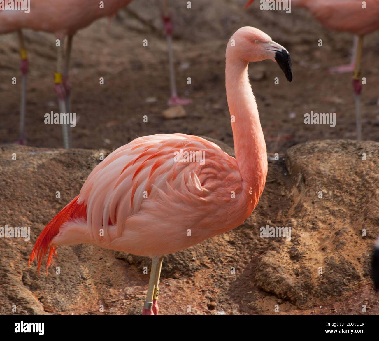 Pink Flamingo outdoors in sunlight Stock Photo - Alamy
