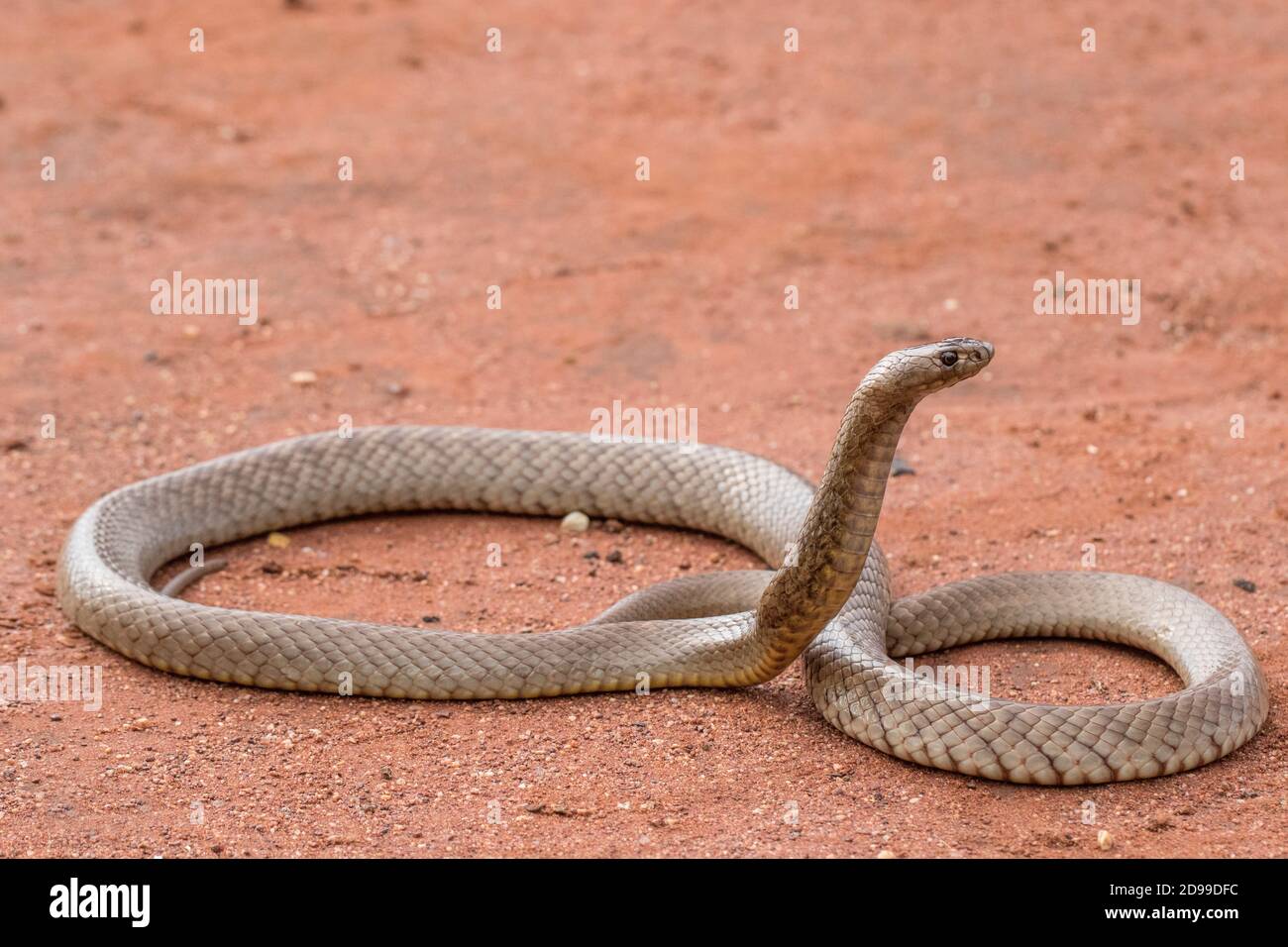 Strap-snouted Brown Snake with head raised Stock Photo - Alamy