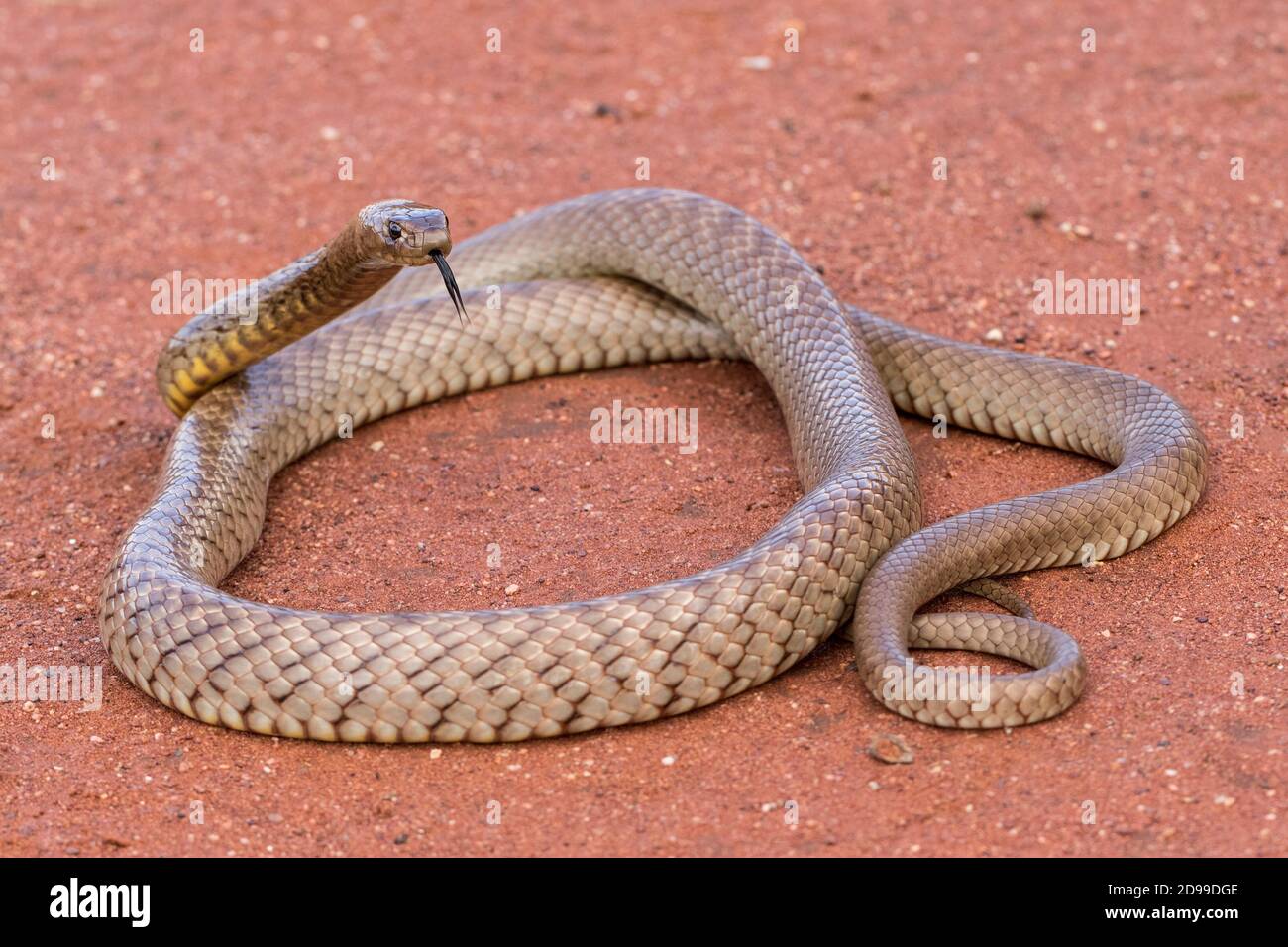 Strap-snouted Brown Snake flickering it's tongue Stock Photo - Alamy