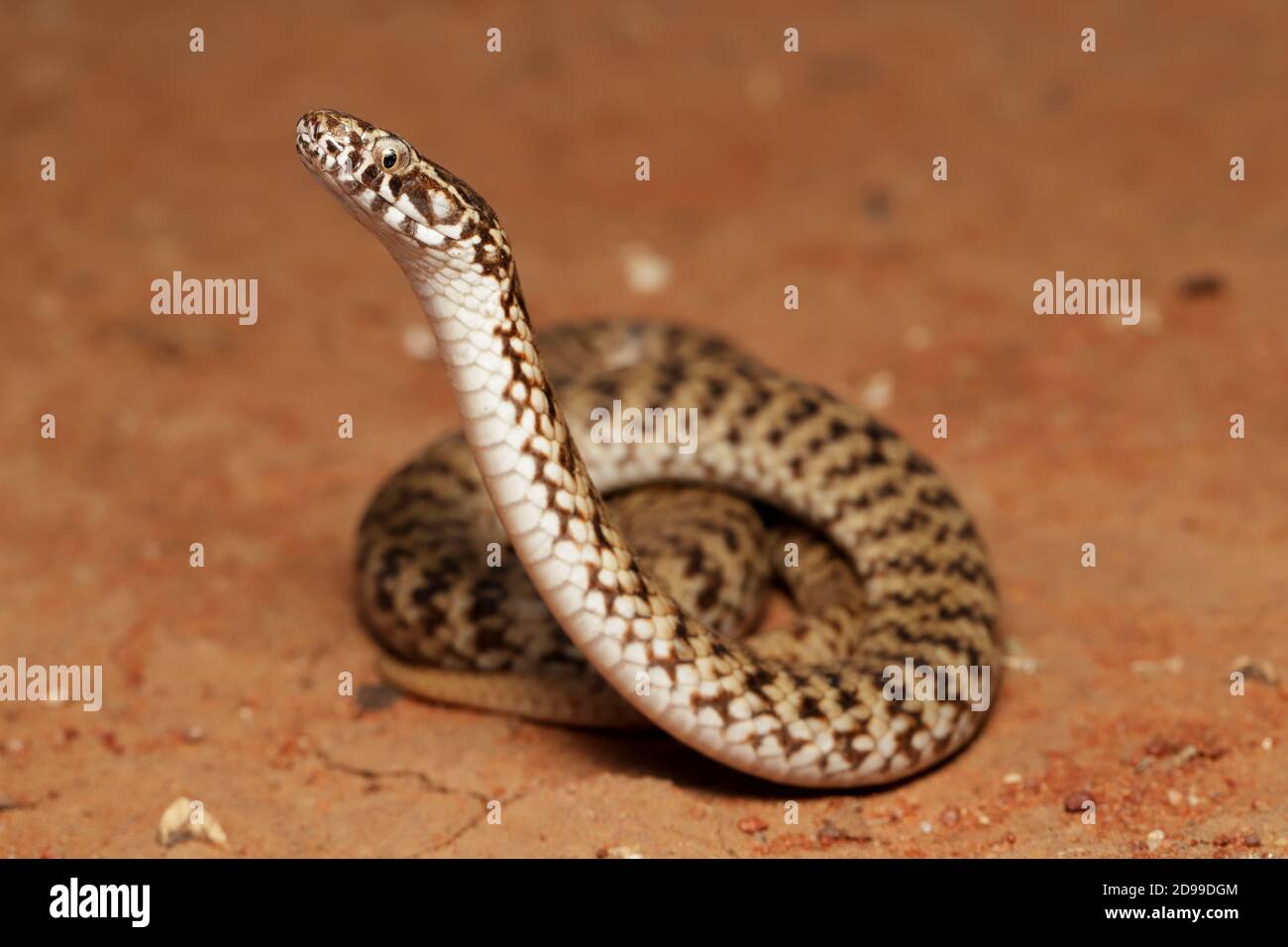 De Vis Banded Snake with head raised Stock Photo - Alamy