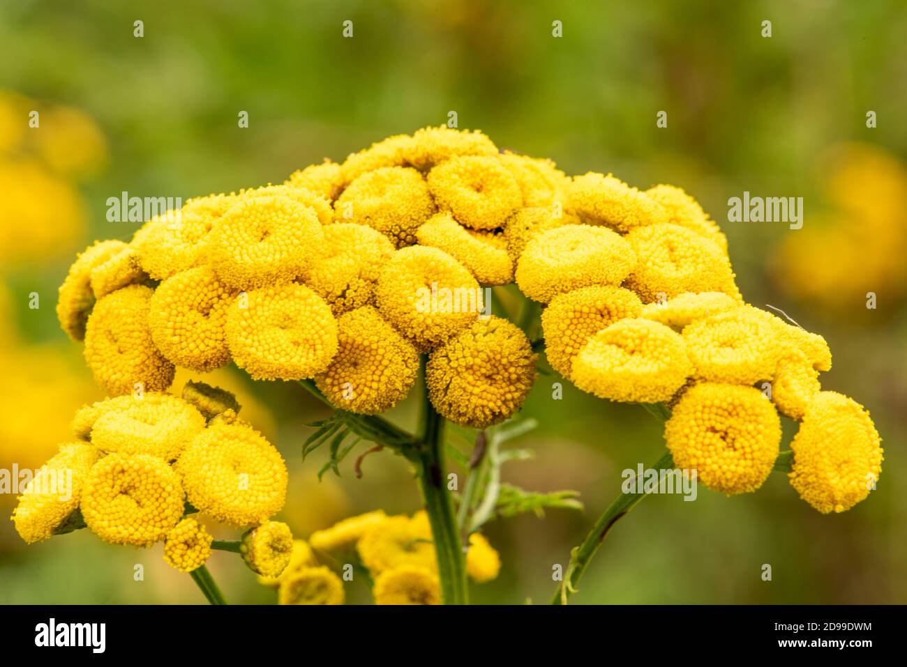 Tanacetum vulgare, wild yellow meadow flower head close-up Stock Photo ...