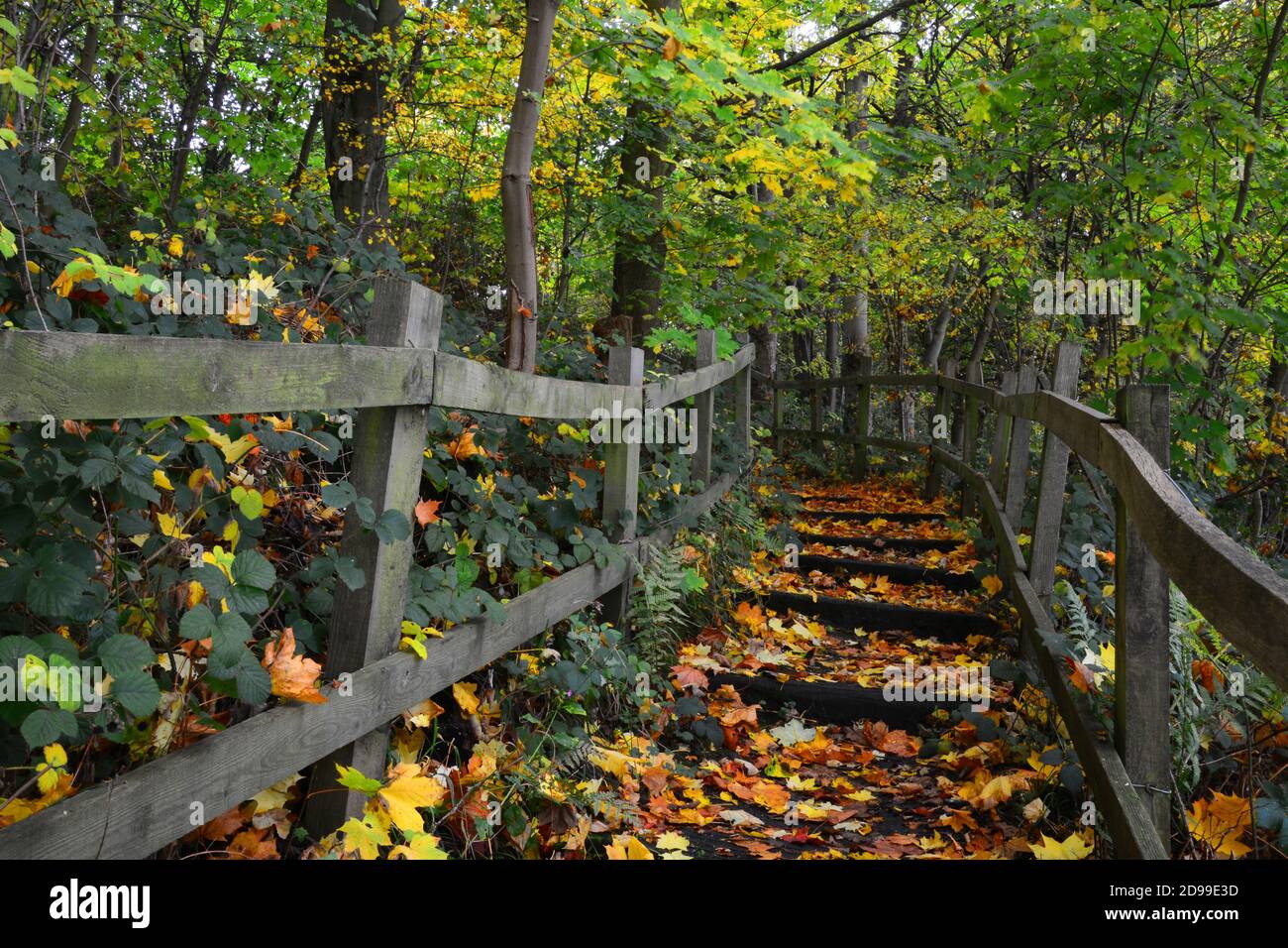 Woodland scene showing steps covered in autumn leaves Stock Photo - Alamy