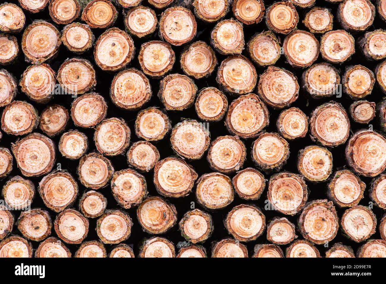 Stack of fresh cut pine log firewood as background Stock Photo - Alamy