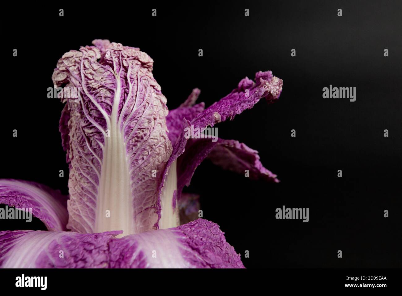purple chinese cabbage on black background Stock Photo - Alamy