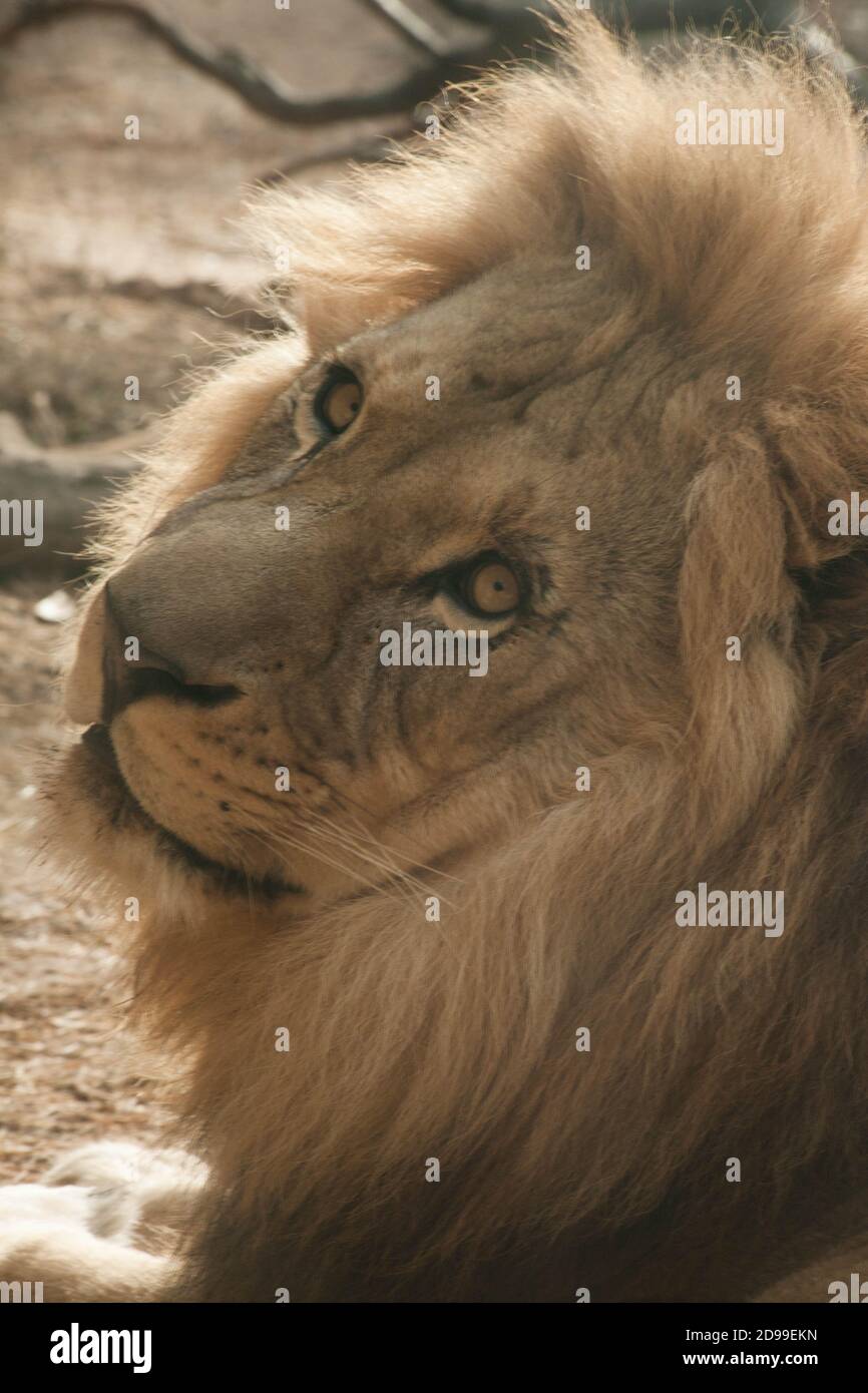 Lion outdoors and resting Stock Photo - Alamy