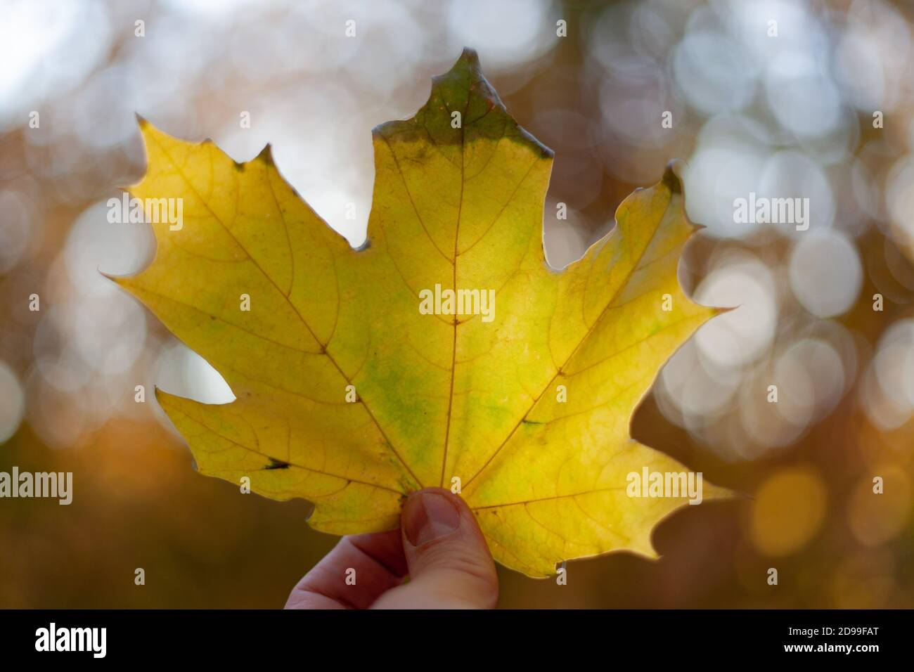 Hand holding maple leaf hi-res stock photography and images - Alamy