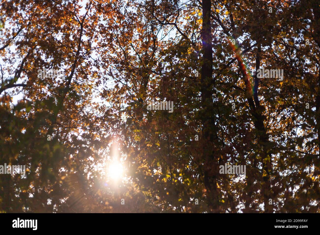 Sunlight backlight warm color hi-res stock photography and images - Alamy