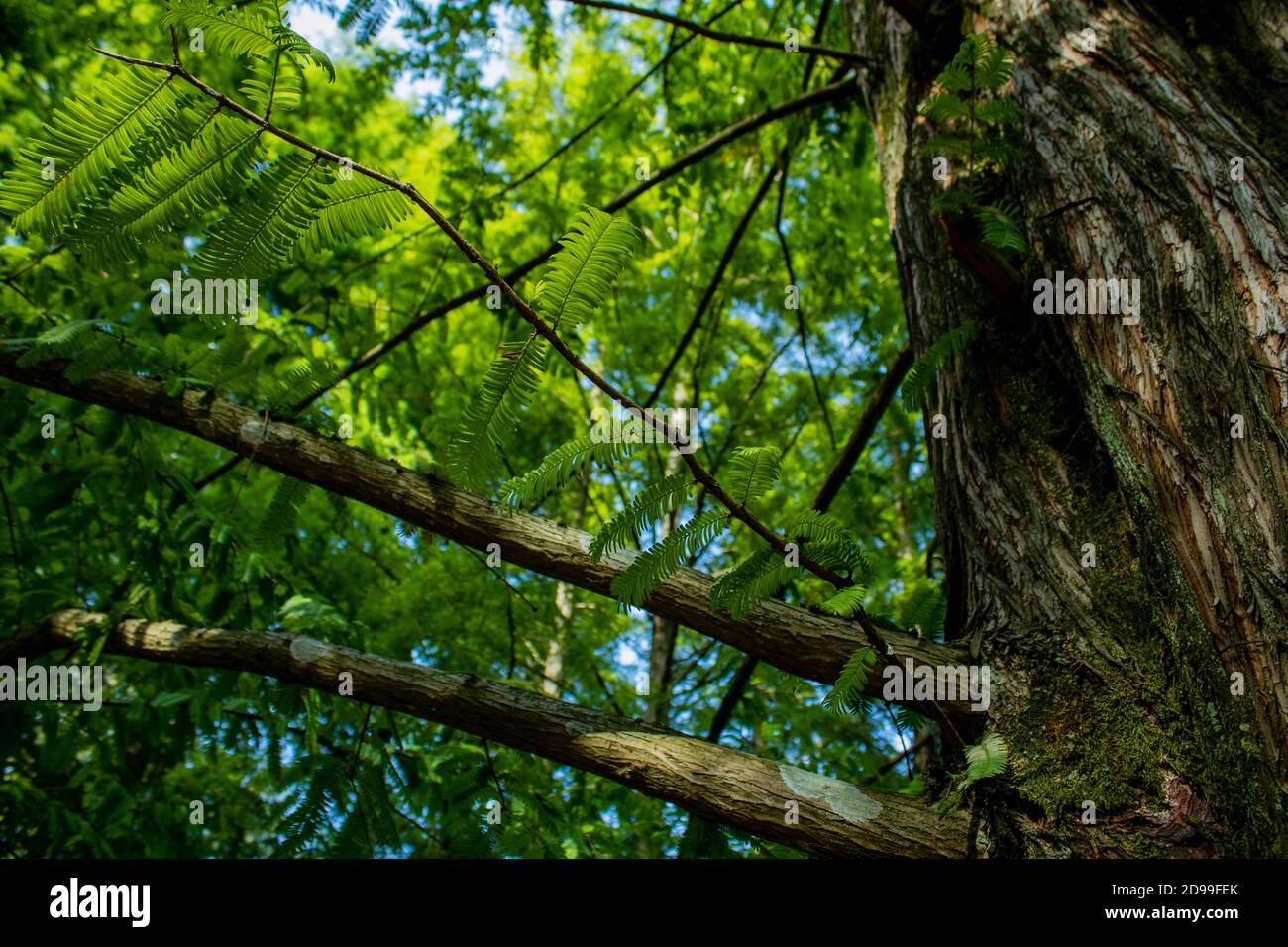 Parallel branches of a type of a sequoia tree Stock Photo - Alamy