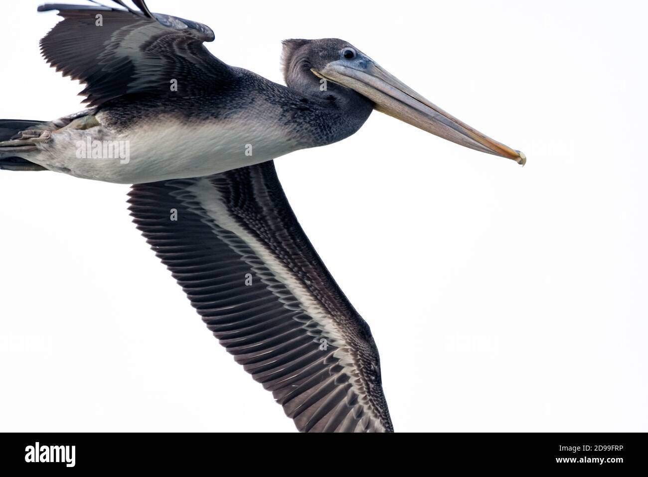 California Brown Pelican shows the under belly with wings spread as it ...