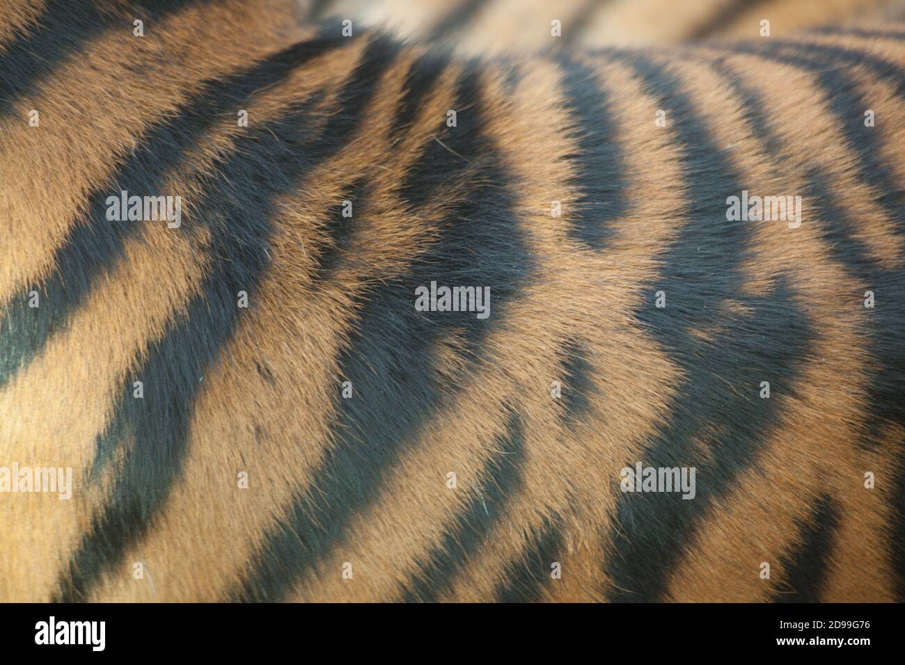 Tiger outdoors in the sunlight Stock Photo - Alamy
