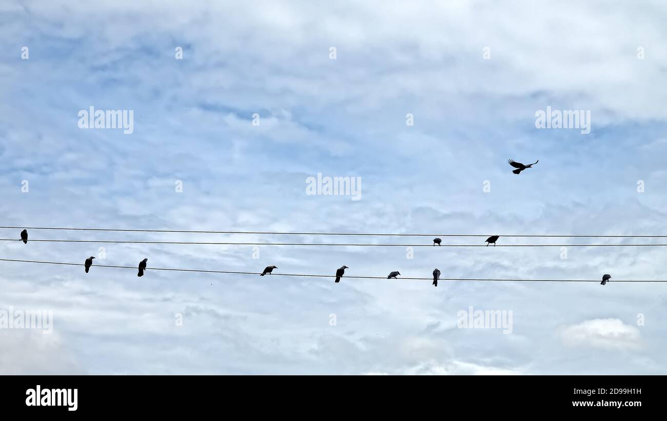 Indian house crows on the wire Stock Photo - Alamy