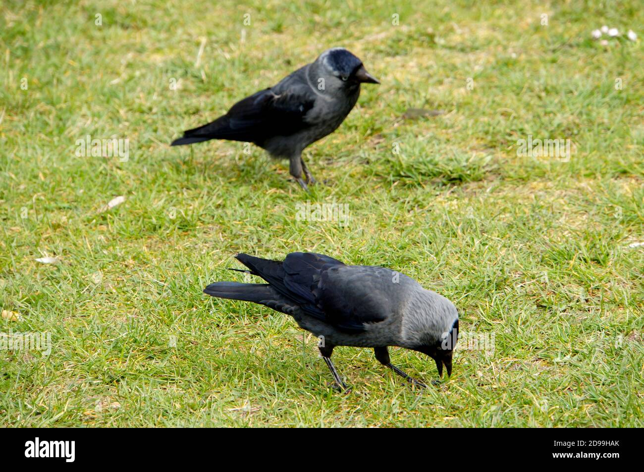 Zwei gras hi-res stock photography and images - Alamy