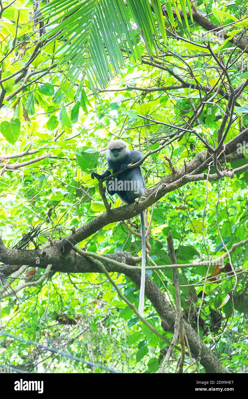 Purple-faced langur (Trachypithecus vetulus) is endemic to Sri Lanka at ...