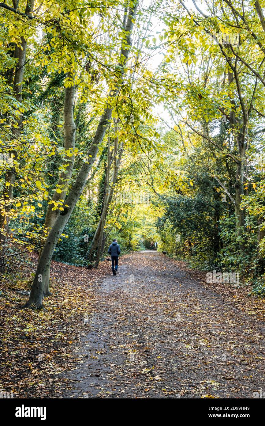 Parkland Walk, a disused railway line in North London, now a nature ...