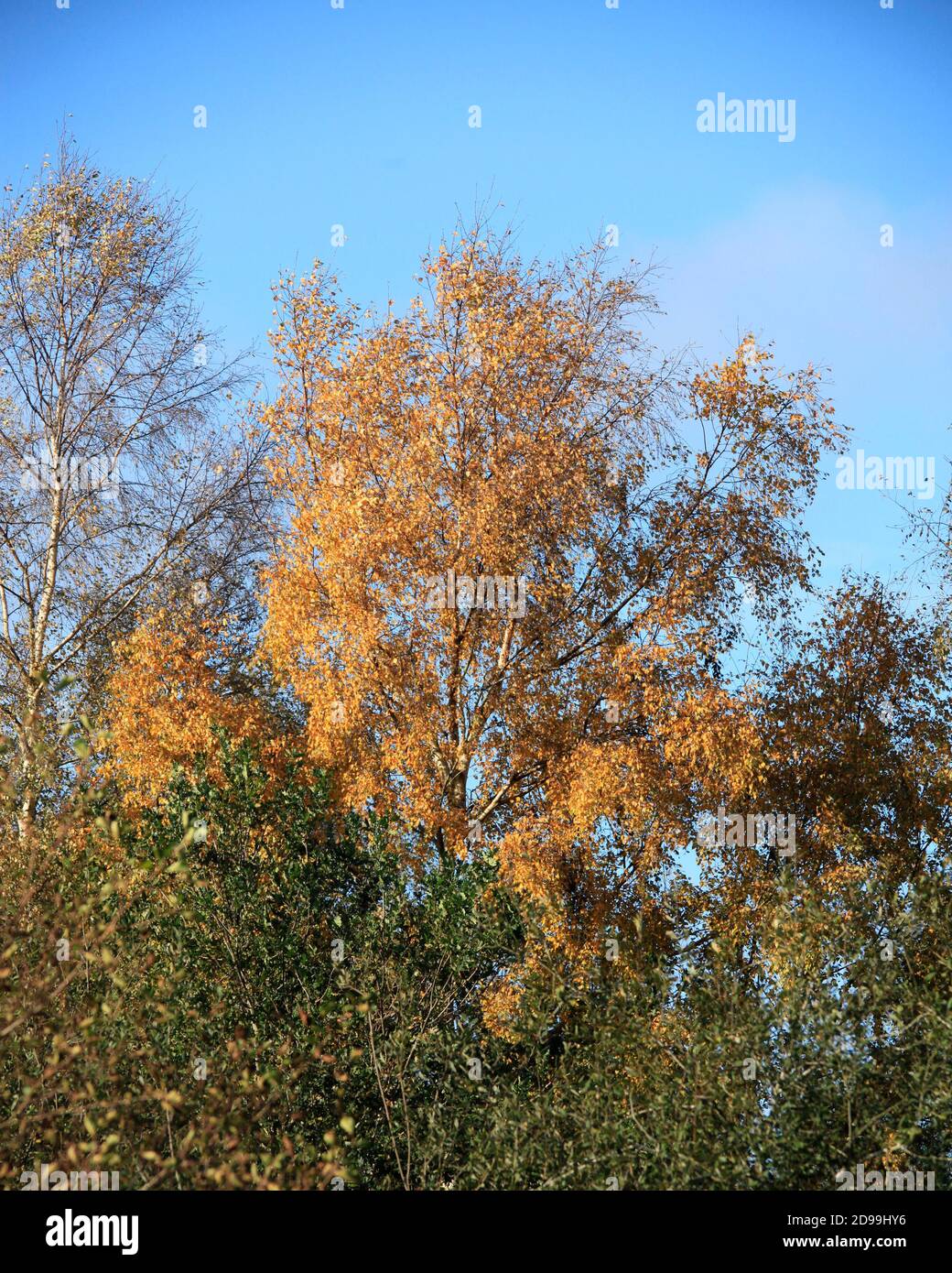 Norfolk UK Autumnal trees Stock Photo - Alamy