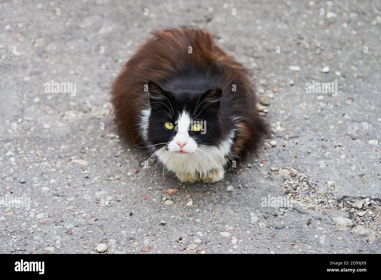 Homeless black cat hi-res stock photography and images - Alamy