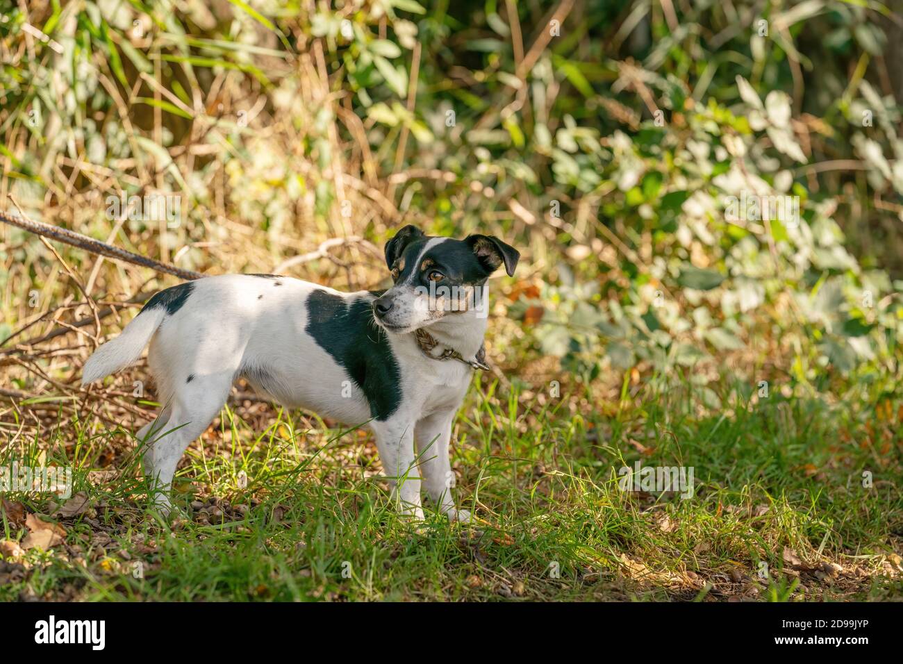Small dog tied to a tree hi-res stock photography and images - Alamy