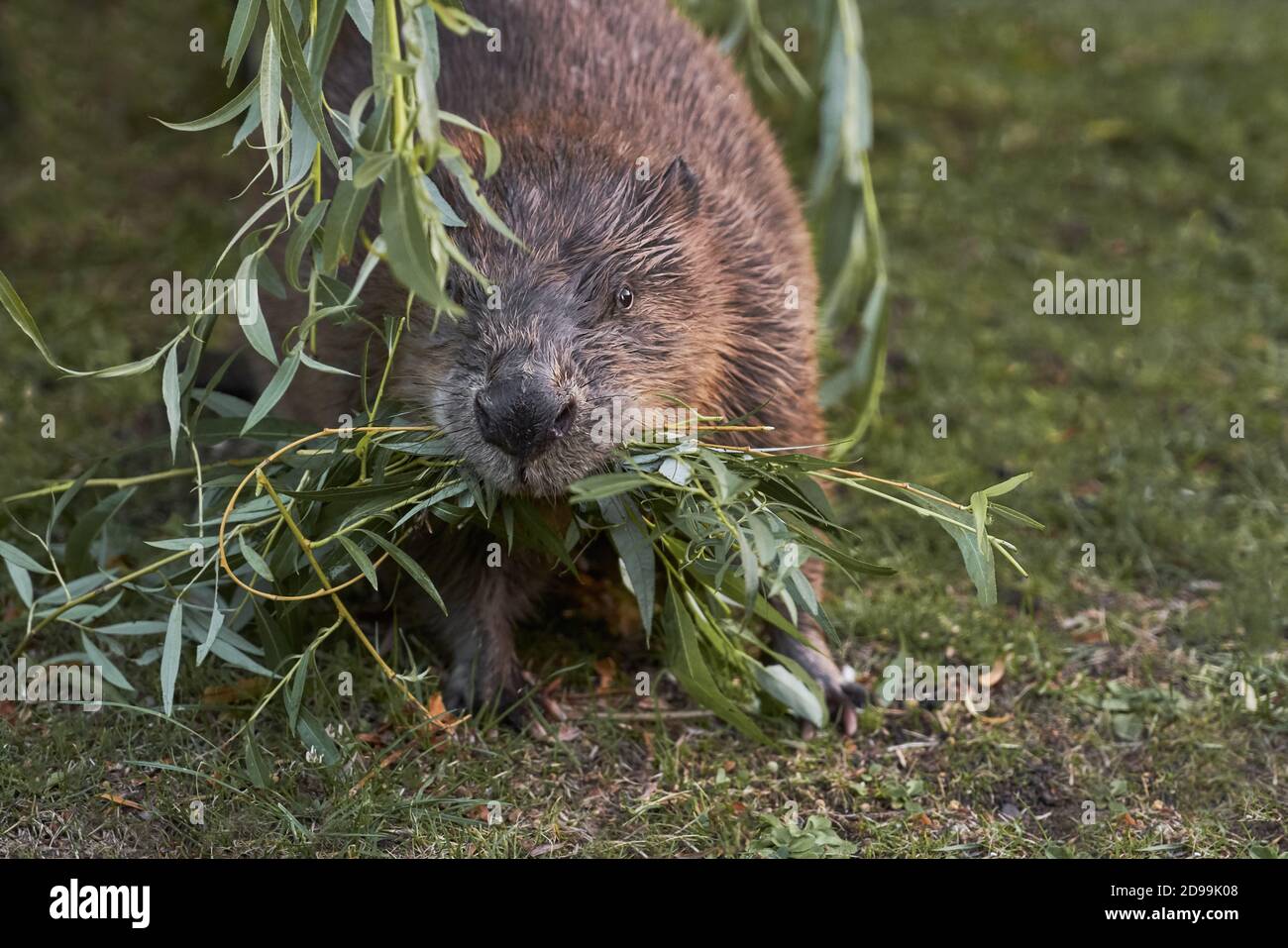 Beaver chewing on tree hi-res stock photography and images - Alamy