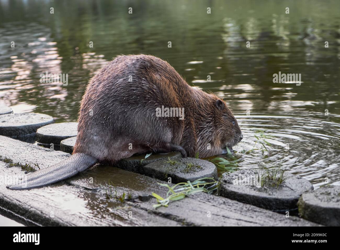 Big beaver in a river gnawing on a branch. Latvia, Riga Stock Photo - Alamy