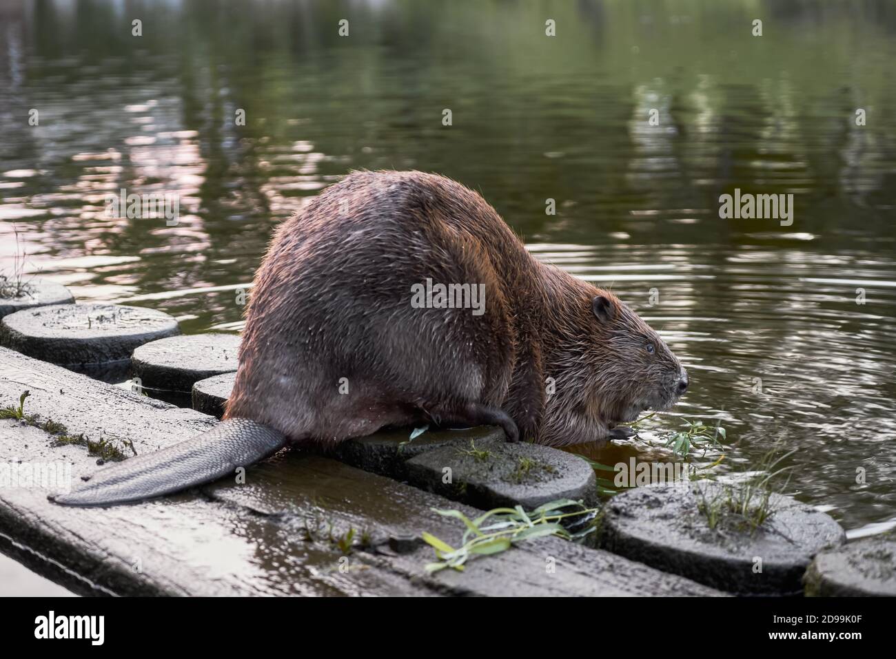 Big beaver in a river gnawing on a branch. Latvia, Riga Stock Photo - Alamy