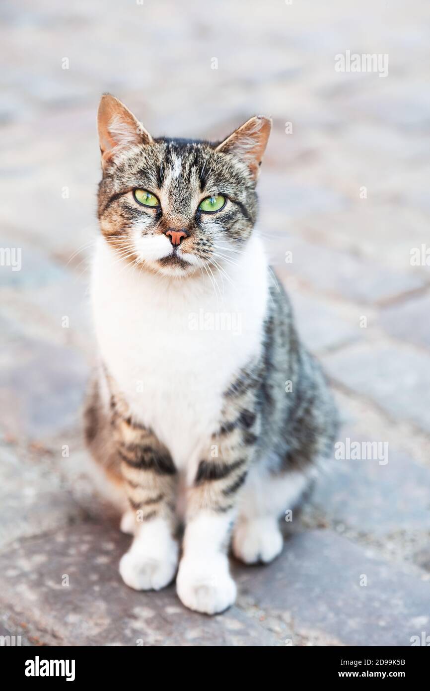 Green-eyed Homeless cat with a cropped ear staring into the camera ...