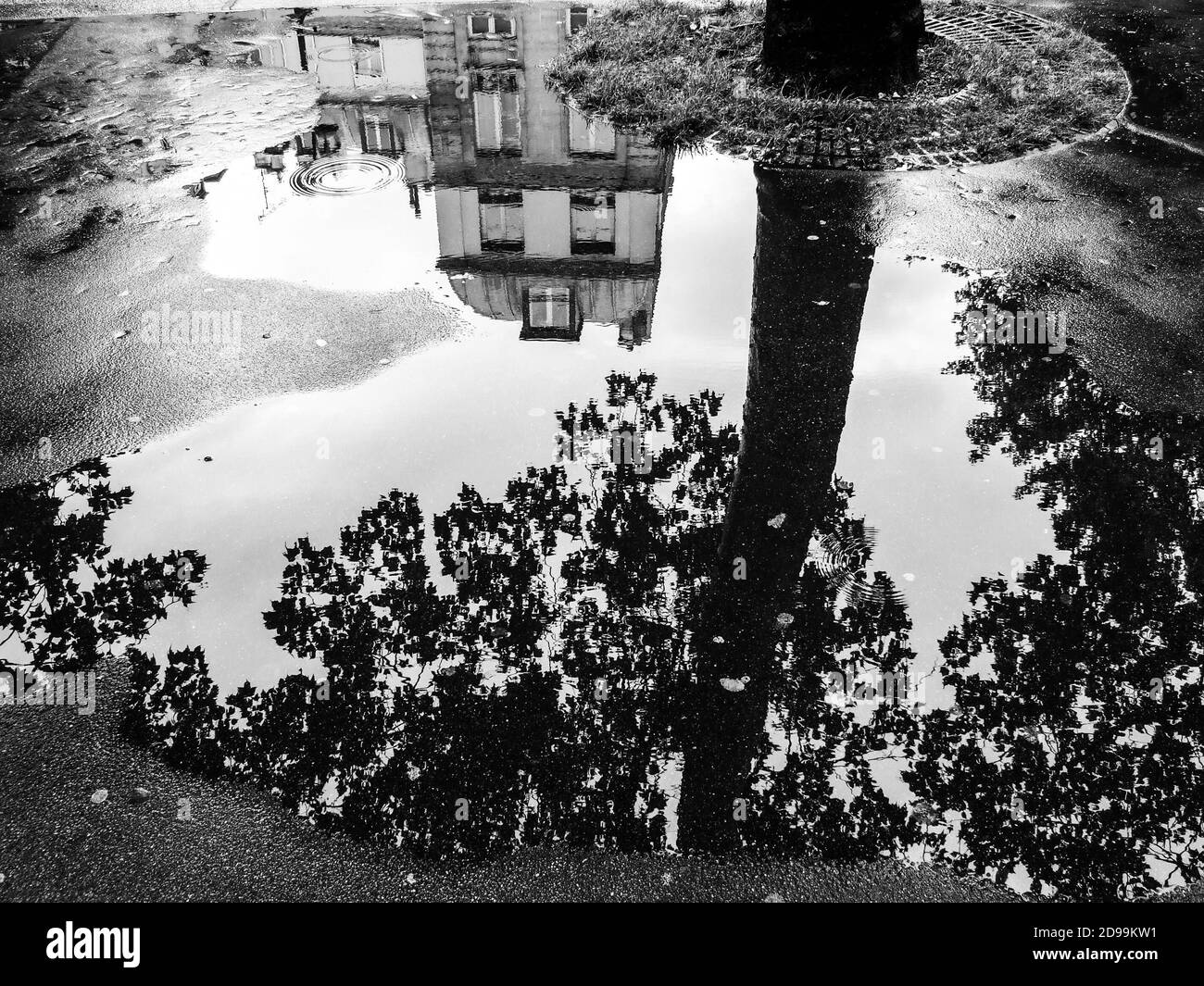 Rain In Puddle Black And White