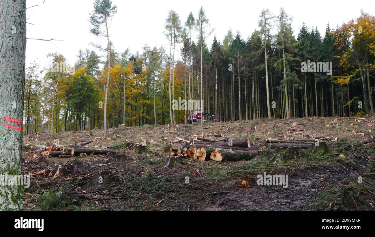 Faces of climate change: Miles of forest ground has been killed due to droughts and heat. A ...