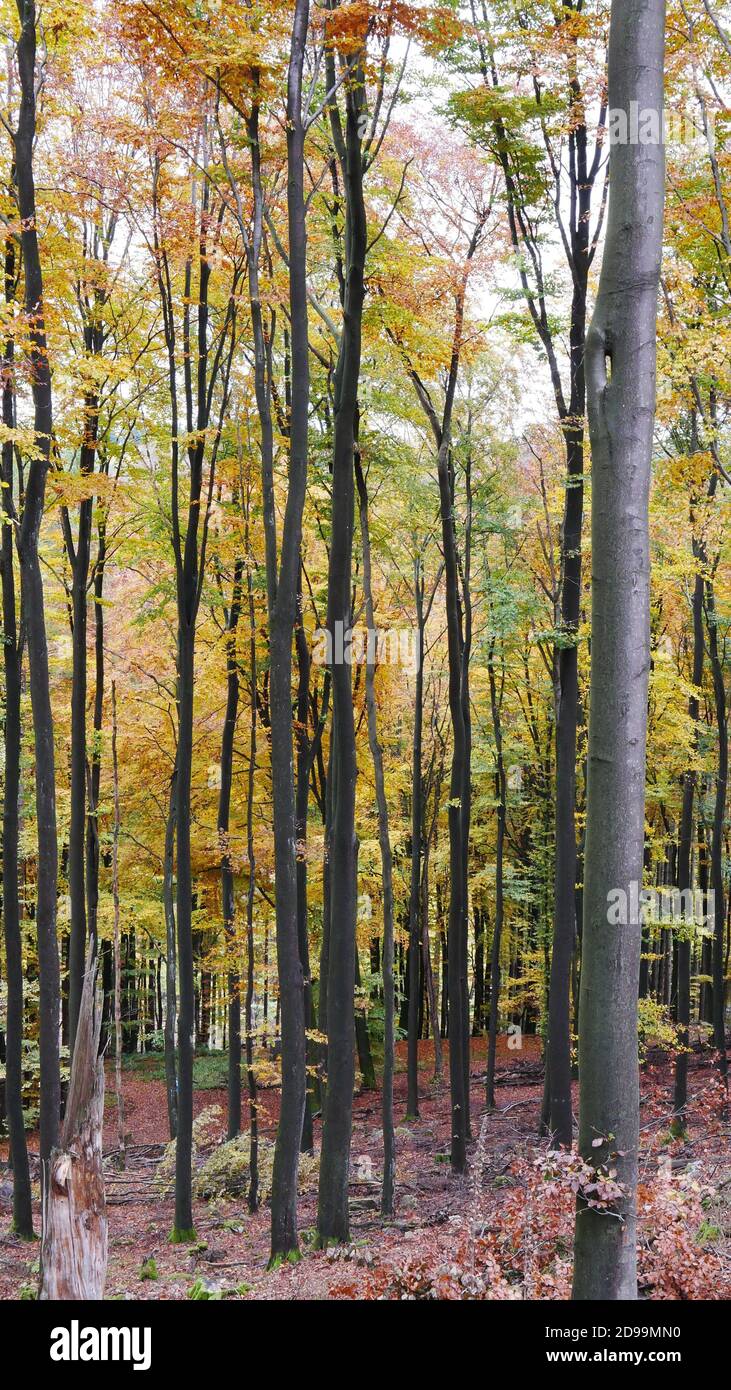 Autumn Taunus forest in germany with beeches and oaks, colorful leaves ...