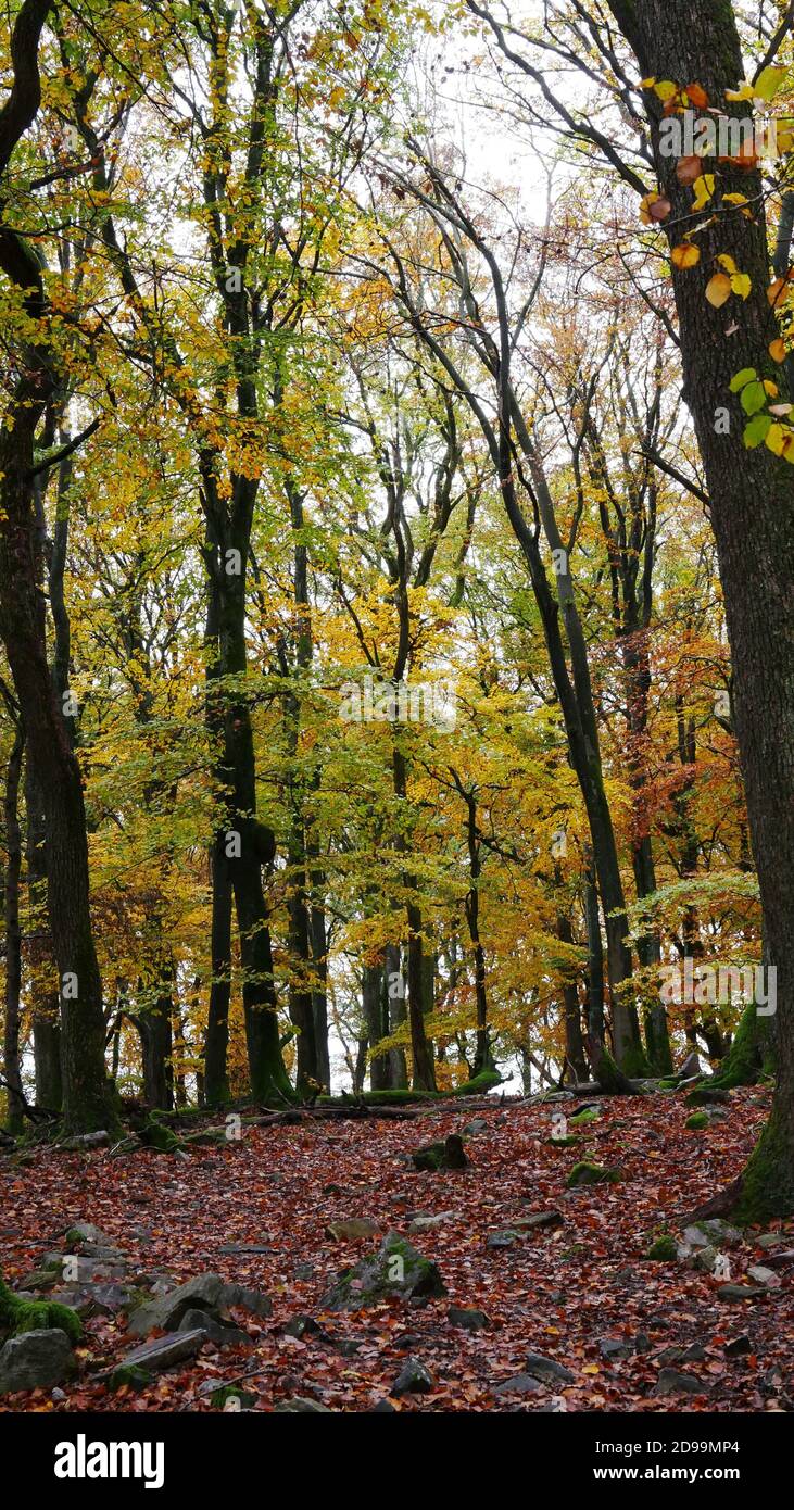 Autumn Taunus forest in germany with beeches and oaks, colorful leaves ...