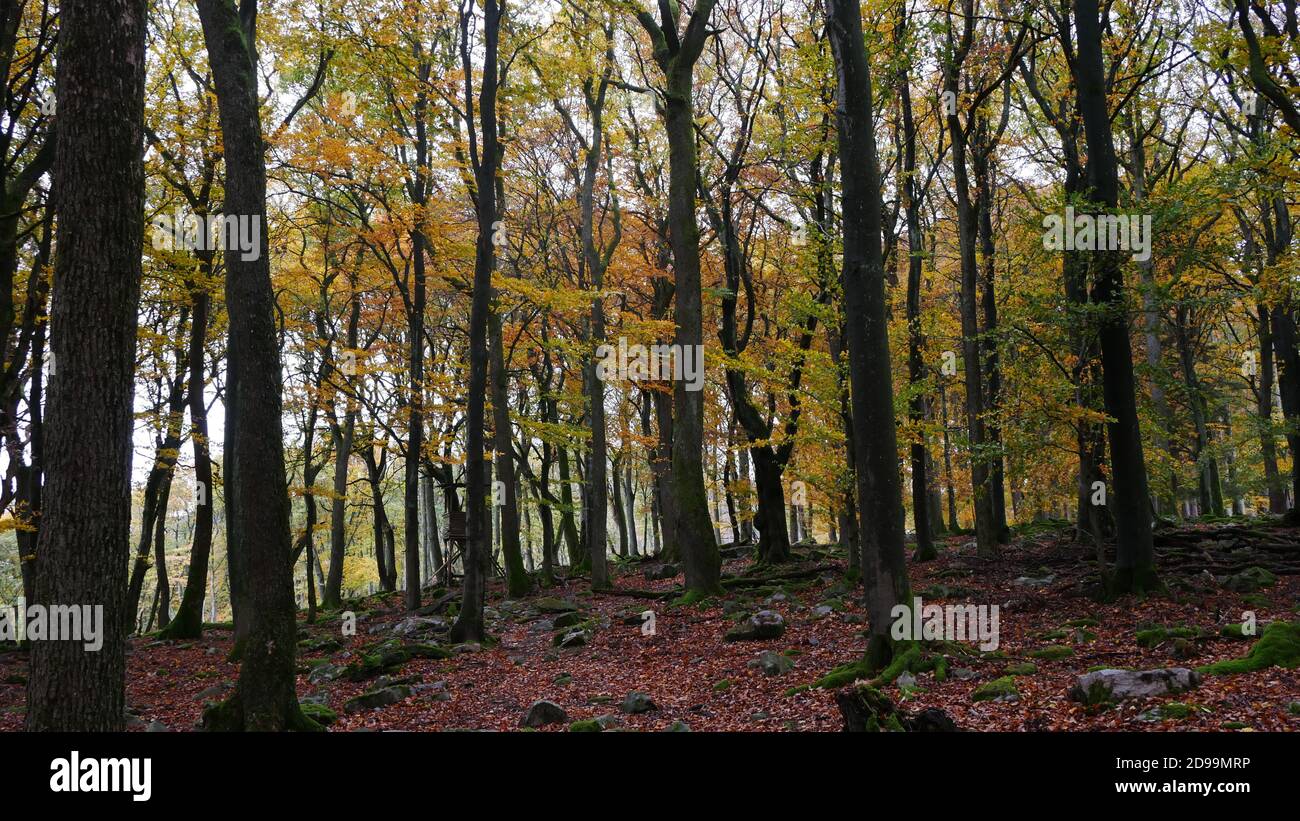 Autumn Taunus forest in germany with beeches and oaks, colorful leaves ...