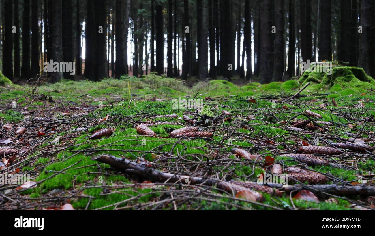 Worms eye view forest hi-res stock photography and images - Alamy