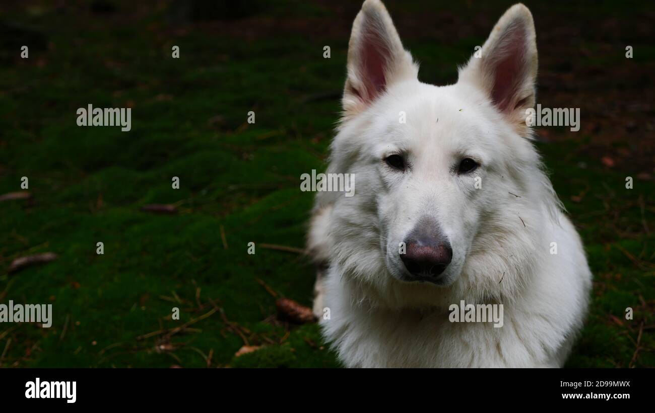 Portrait of a white shepherd dog (Berger Blanc Suisse) in the forest in ...