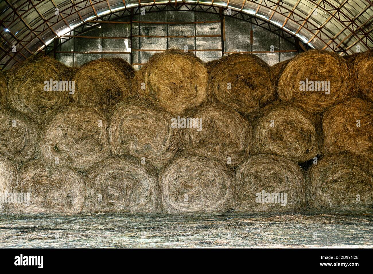Hay bales being stored in an old tin barn at russian countryside Stock ...