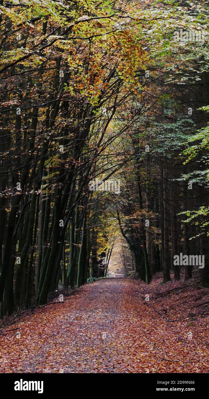 Autumn mood in the Taunus forest in germany with colorful leaves and ...