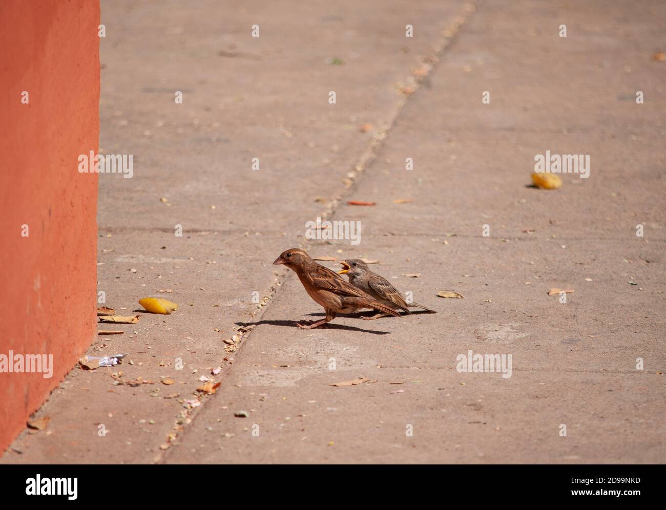 Bird yelling at another bird Stock Photo - Alamy