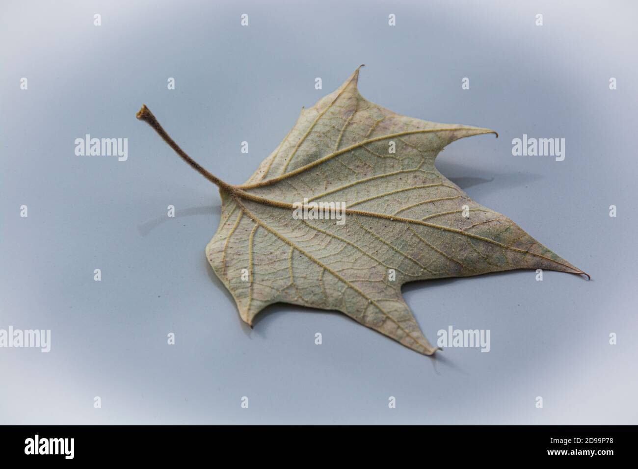 Grey and silver tones hi-res stock photography and images - Alamy