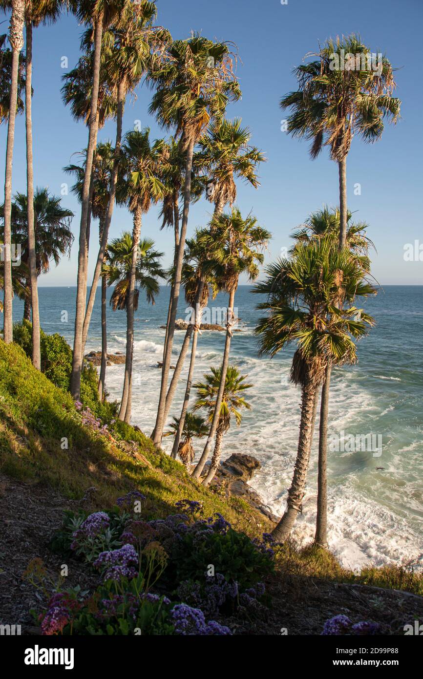 Palm trees dot the foreground of beautiful Laguna Beach, Laguna Beach ...