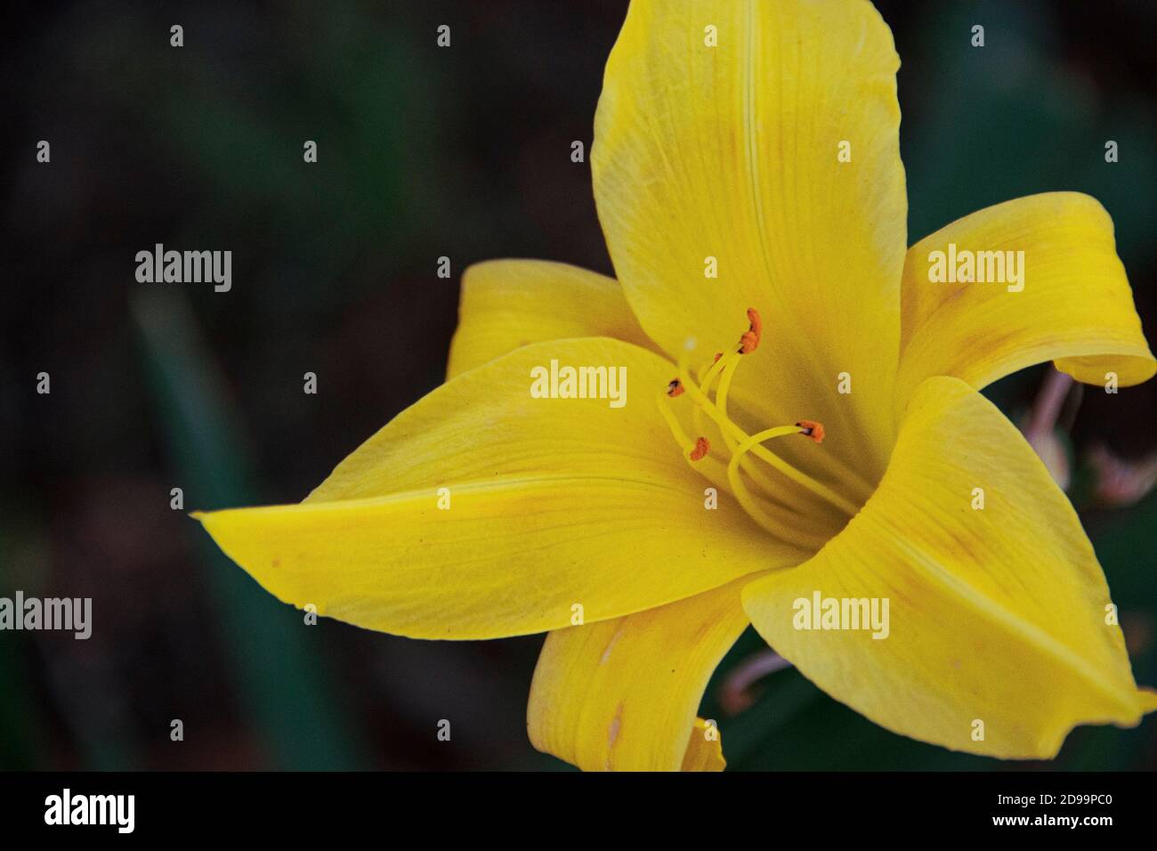 Ecology flowering plants hi-res stock photography and images - Alamy