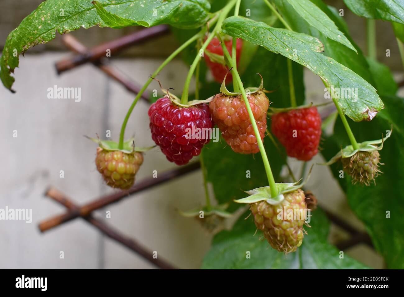 Raspberry is bramble fruit of genus Rubus. Economically significant ...