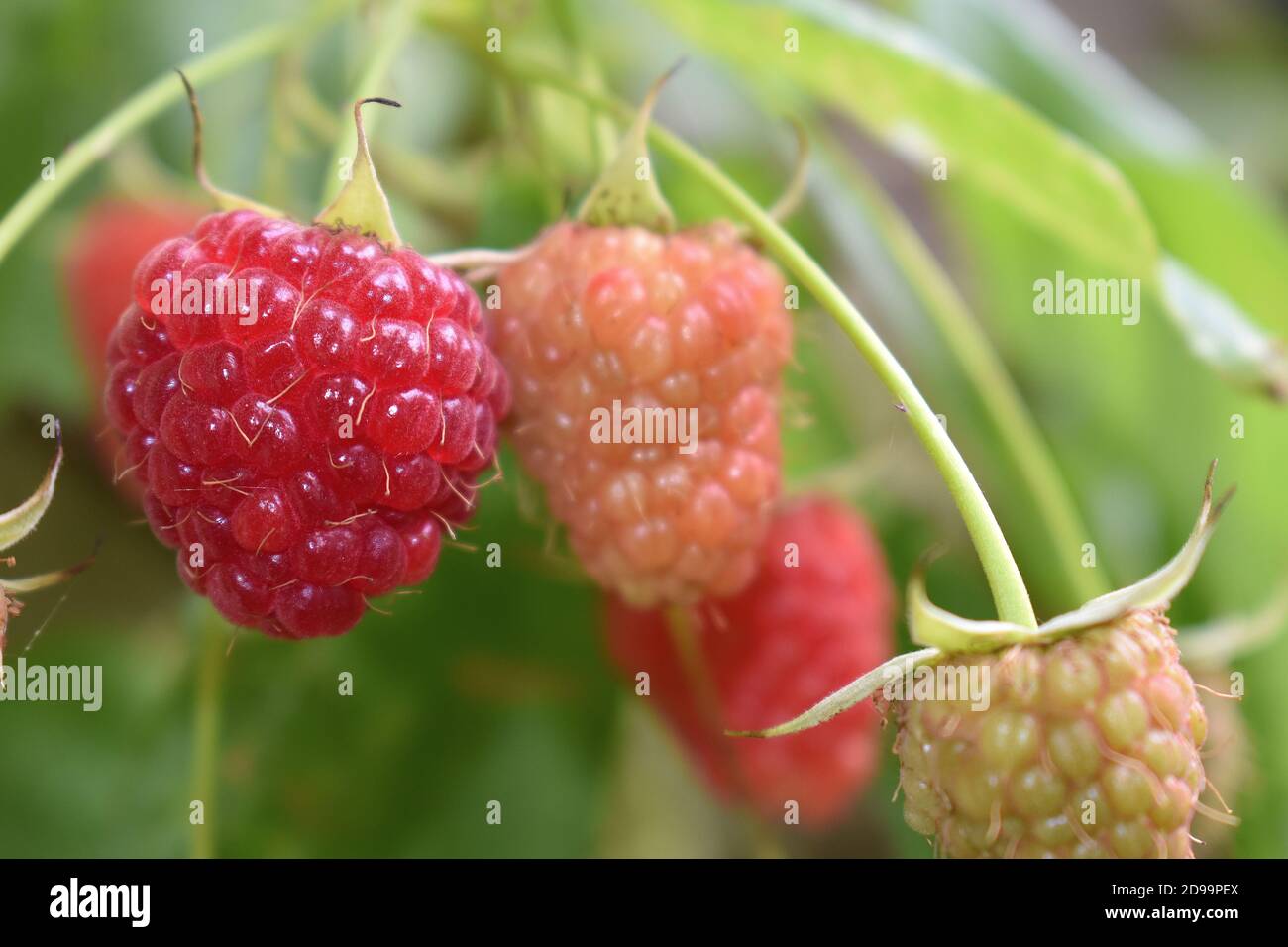 English grown raspberry is aggregate fruit of individual drupelets held ... English grown raspberry is aggregate fruit of individual drupelets held ...