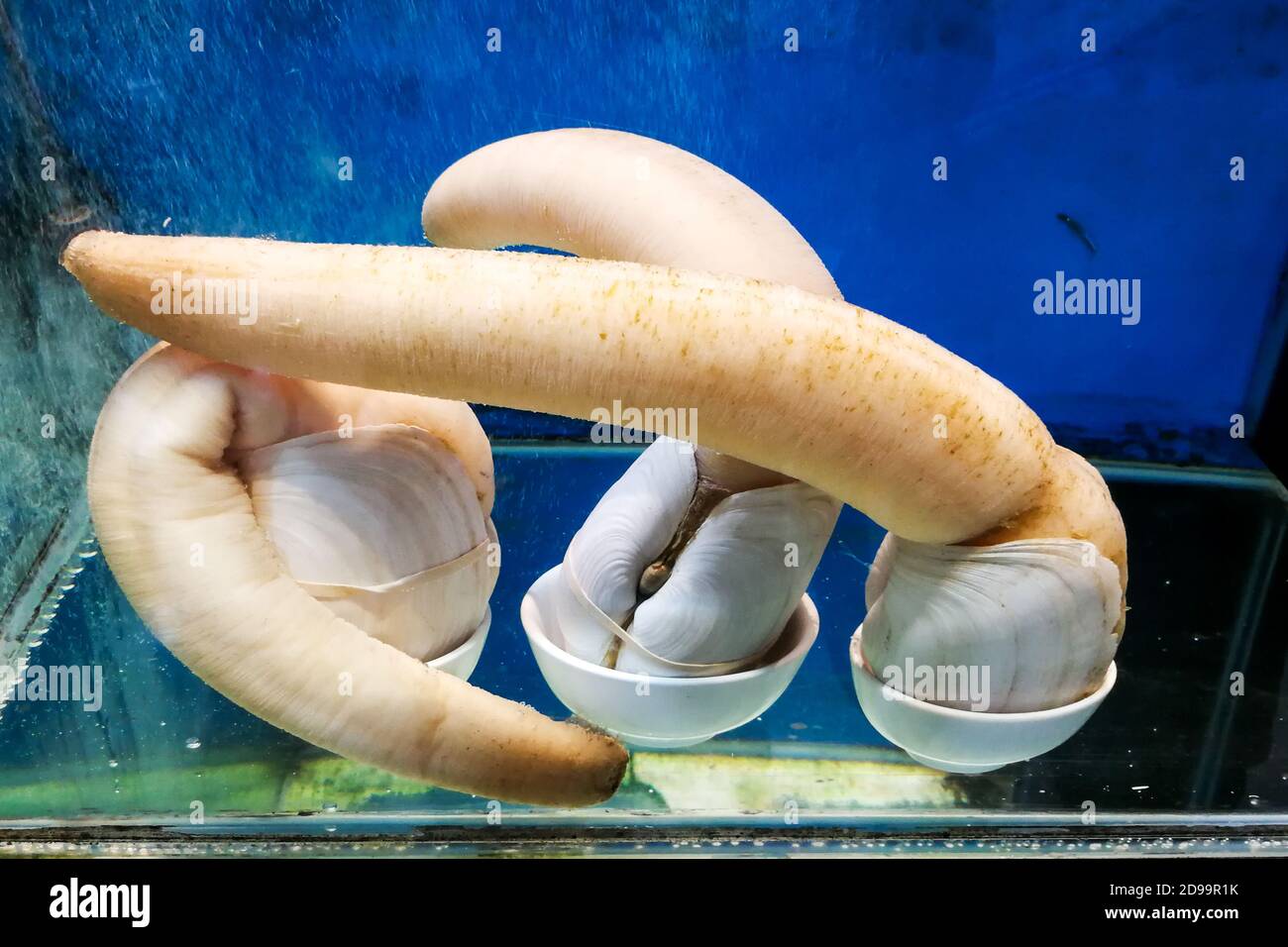 Geoduck hi-res stock photography and images - Alamy